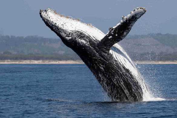 55 Funny Wind Jokes That Are A Whirlwind Of Hilarity ...